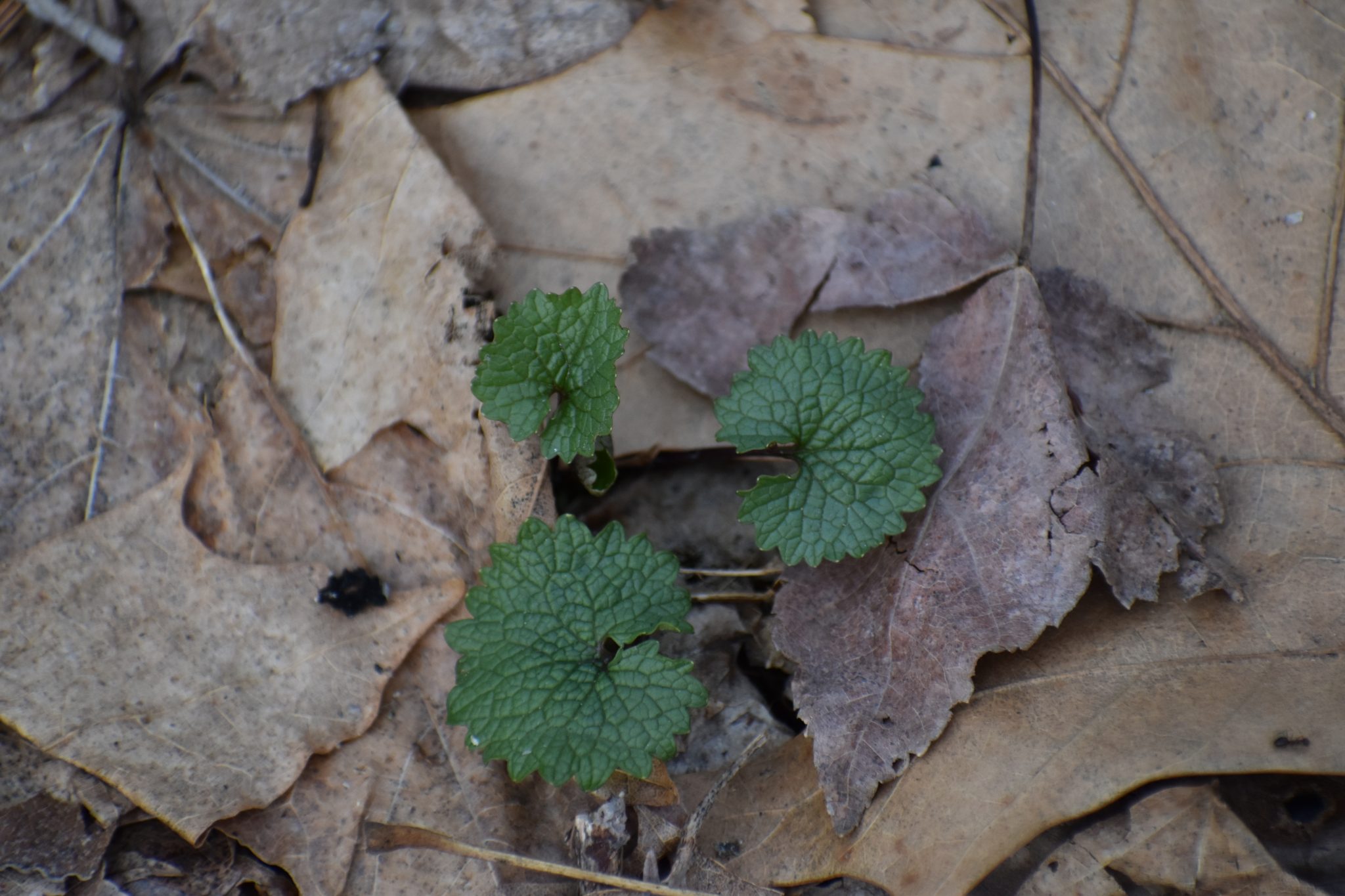 New Garlic Mustard Pull Video Series: Watch Now! - Lincoln Land ...
