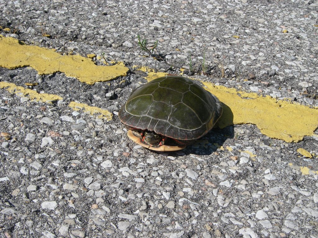 Slow Down! Turtles Crossing on Rt. 126 in Lincoln - Lincoln Land ...