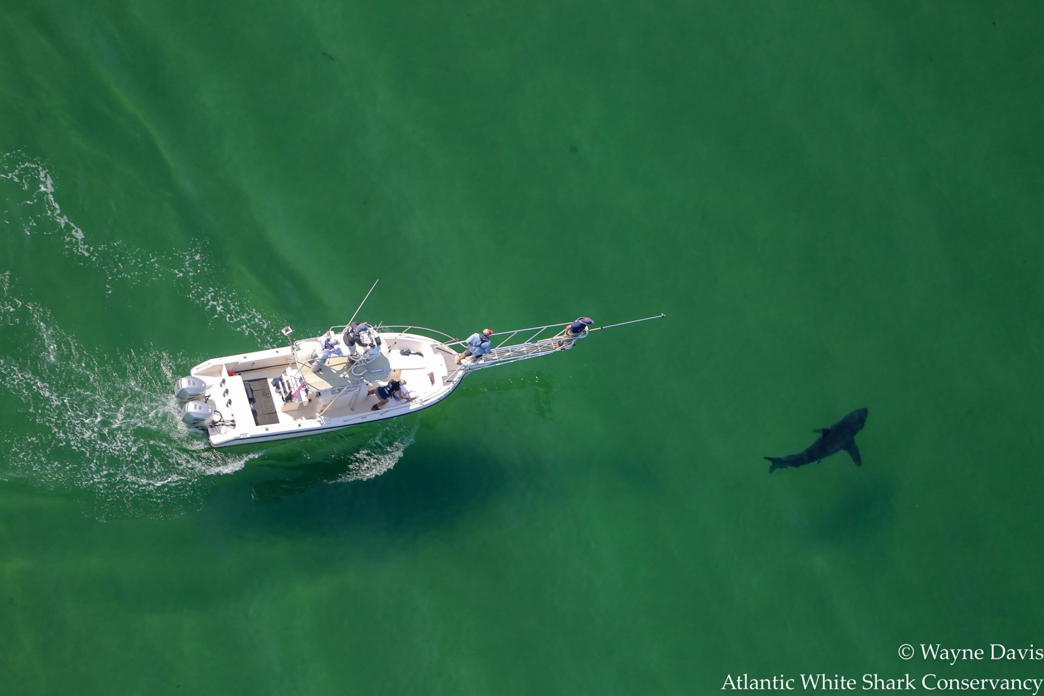 Awareness Inspires Conservation: White Sharks in the Northwest Atlantic ...