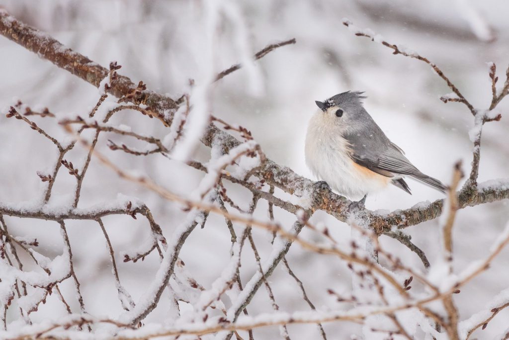 January 2019 Wildlife Column: Owls, Hermit Thrush, and a Thanks to ...