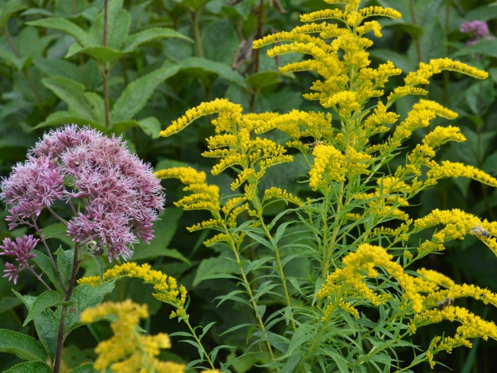 September 2019 Wildlife Column: Fall Around the Corner - Lincoln Land ...