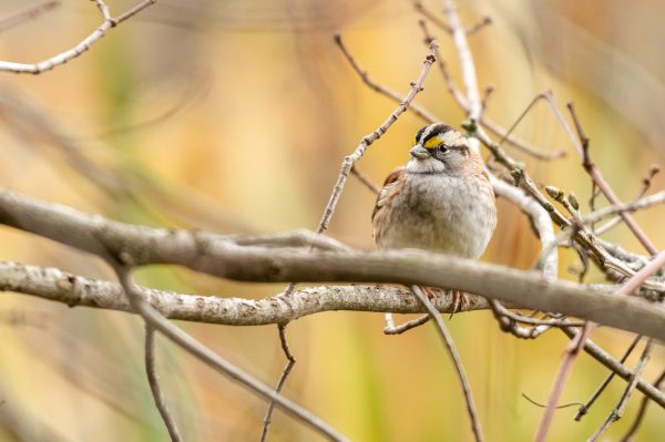 December 2019 Wildlife Column: Winter Solstice Approaches - Lincoln ...