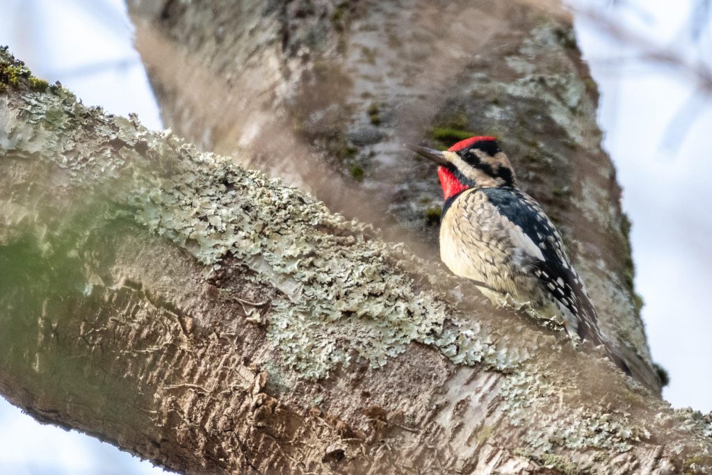February 2020 Wildlife Column: Spring on its Way - Lincoln Land ...