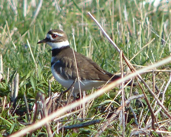 April 2022 Wildlife Column: Beavers, Birds, and Blooms - Lincoln Land ...