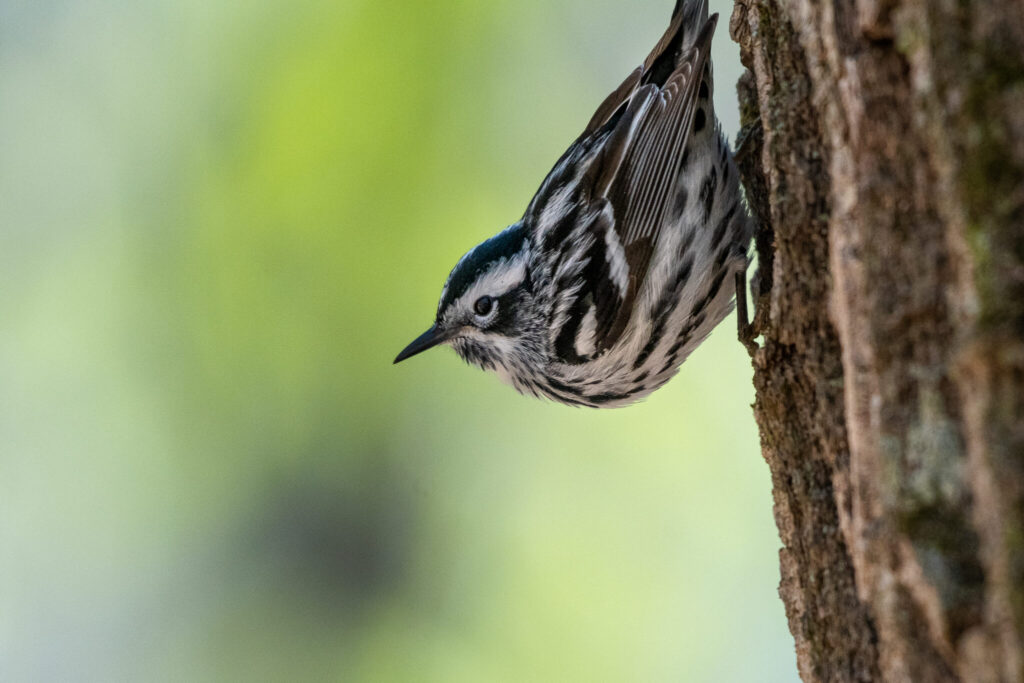 September 2020 Wildlife Column: Flora and Fauna - Lincoln Land ...