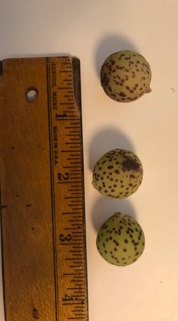 October 2020 Wildlife Column: Fall Migrations - Lincoln Land ...