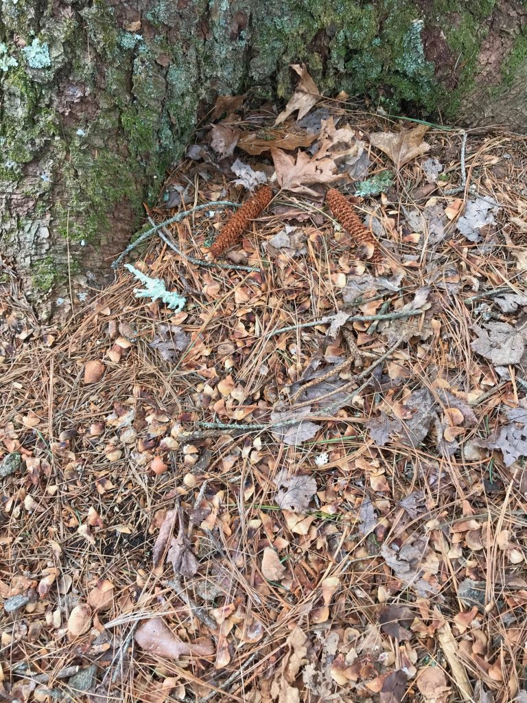 January 2021 Wildlife Column: Ice Formations and Christmas Bird Count ...