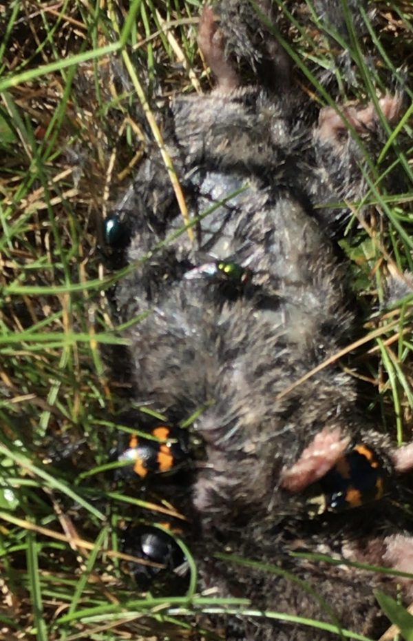 September 2021 Wildlife Column: Fall is in the Air - Lincoln Land ...