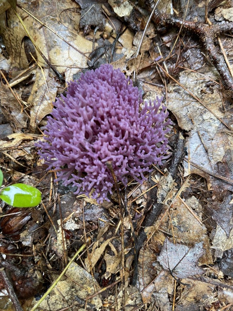 September 2021 Wildlife Column: Fall is in the Air - Lincoln Land ...