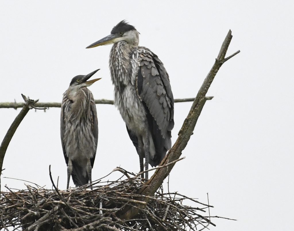 Photographing Moments in Nature with Barbara Peskin - Lincoln Land ...