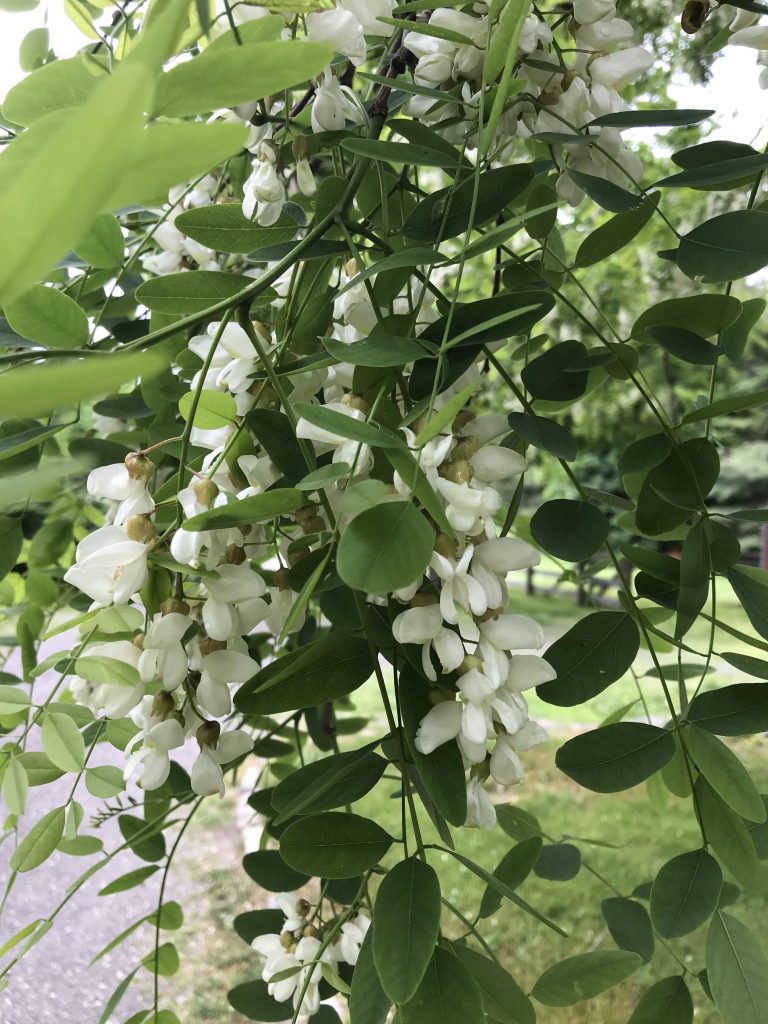 June 2022 Wildlife Column: Solstice Approaches - Lincoln Land ...