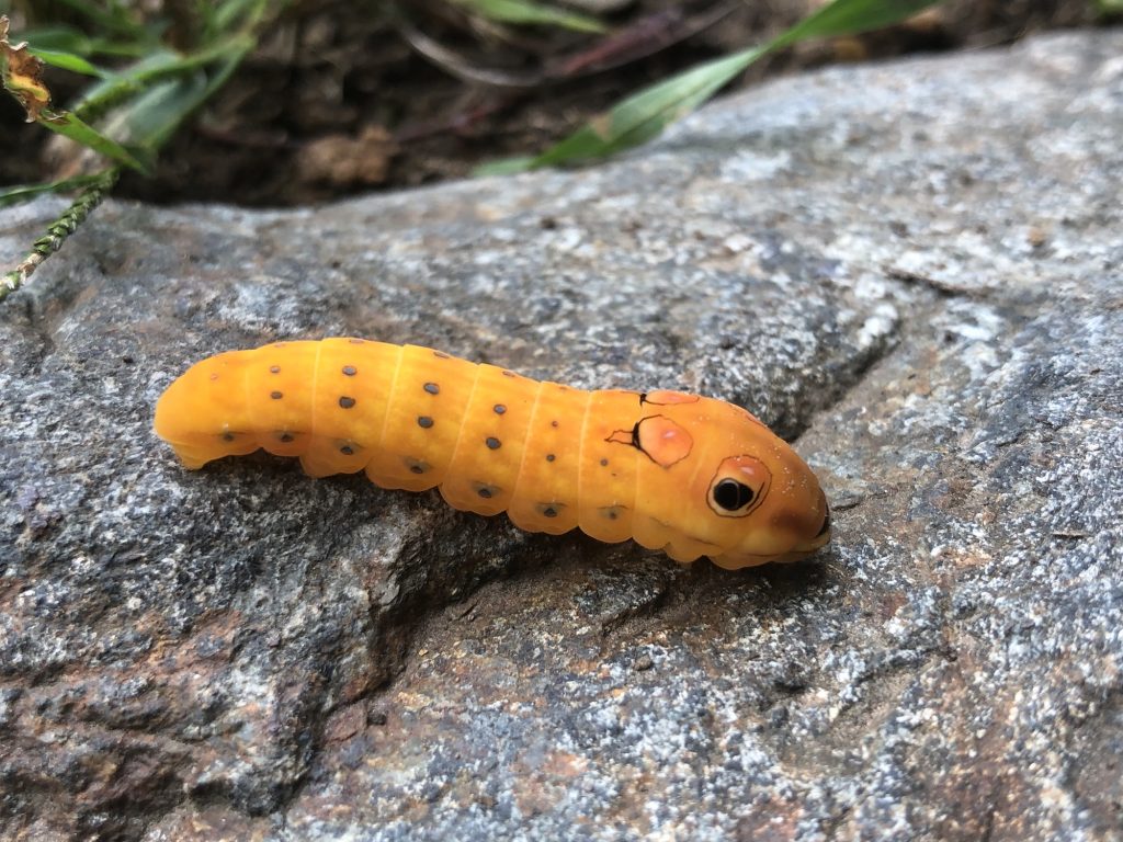 September 2022 Wildlife Column: Late Summer Flora and Fauna - Lincoln ...