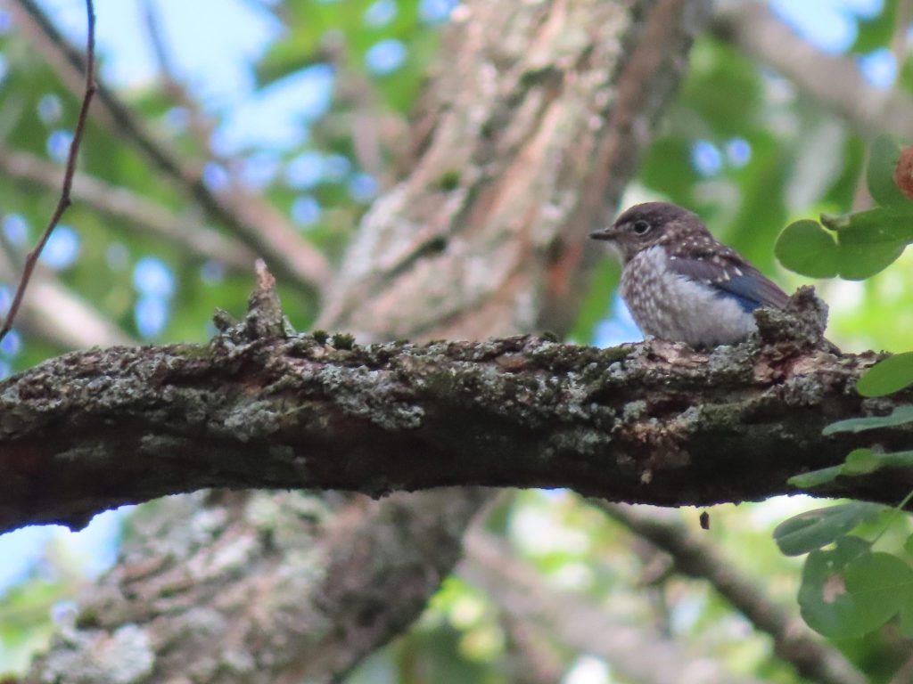 September 2022 Wildlife Column: Late Summer Flora and Fauna - Lincoln ...