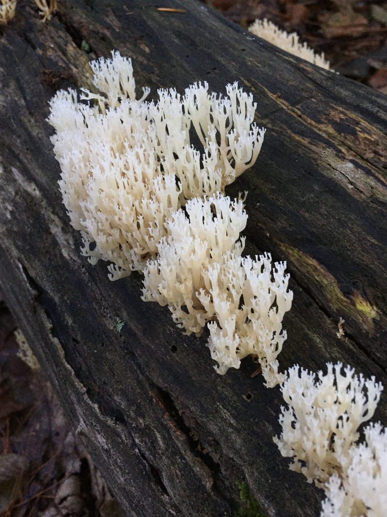 October 2022 Wildlife Column: Fungi Galore and More - Lincoln Land ...