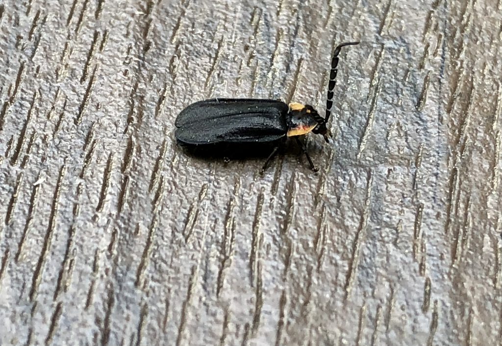 June 2023 Wildlife Column: Summer Begins - Lincoln Land Conservation ...