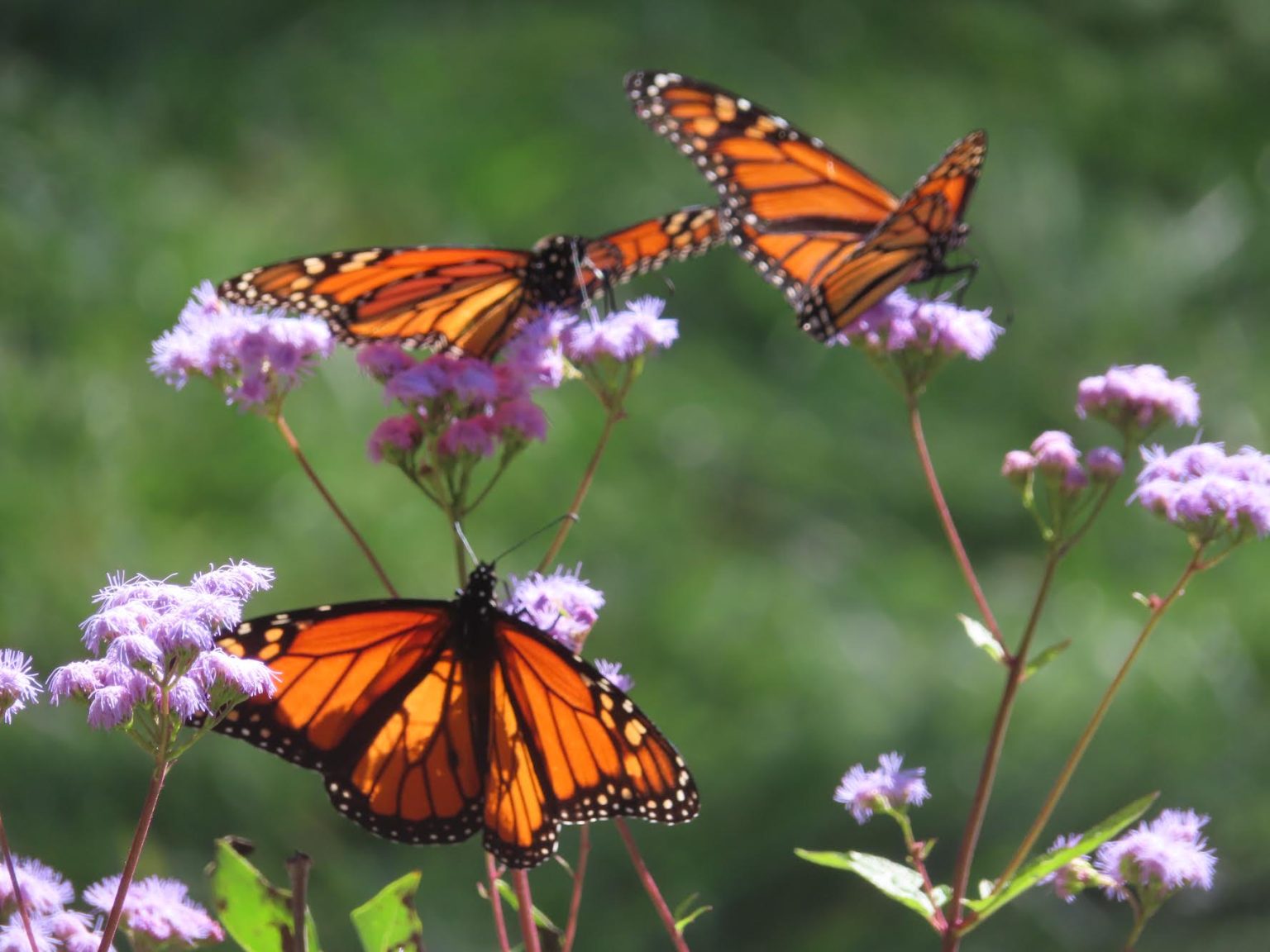 October 2023 Wildlife Column: Fall Colors and Highlights - Lincoln Land ...