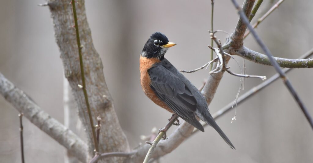 Home - Lincoln Land Conservation Trust and Rural Land Foundation
