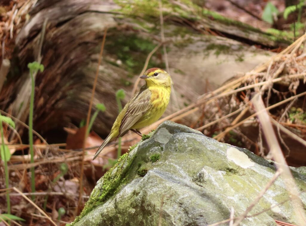 May 2024 Wildlife Column: Spring Birds, Bears, and Bees - Lincoln Land ...