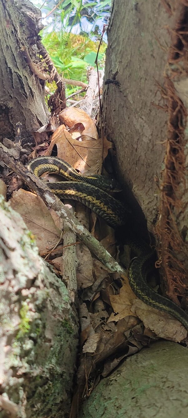 July 2024 Wildlife Column: Snakes, Soapwort, and Snowberry Clearwings ...