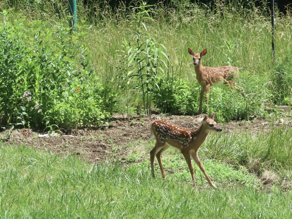July 2024 Wildlife Column: Snakes, Soapwort, and Snowberry Clearwings ...